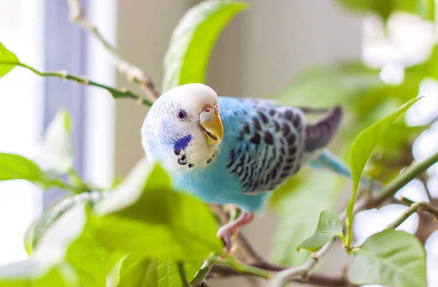Blue Parakeet: Everything You Need to Know