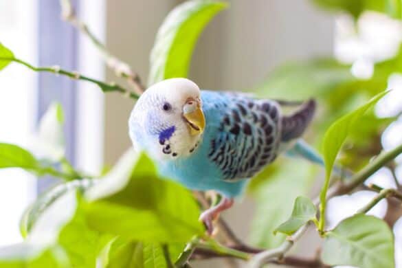 English Pouter Pigeon: Breed Profile, Pictures & Facts