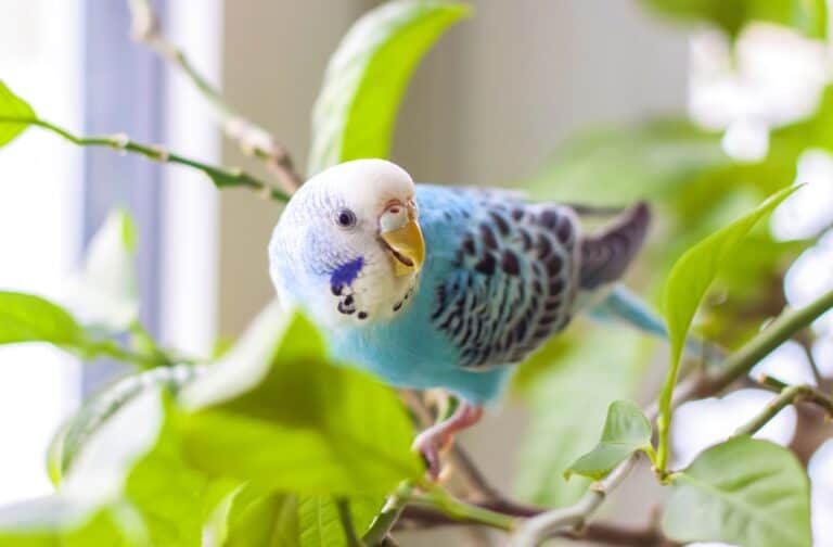 Blue Parakeet: Everything You Need to Know