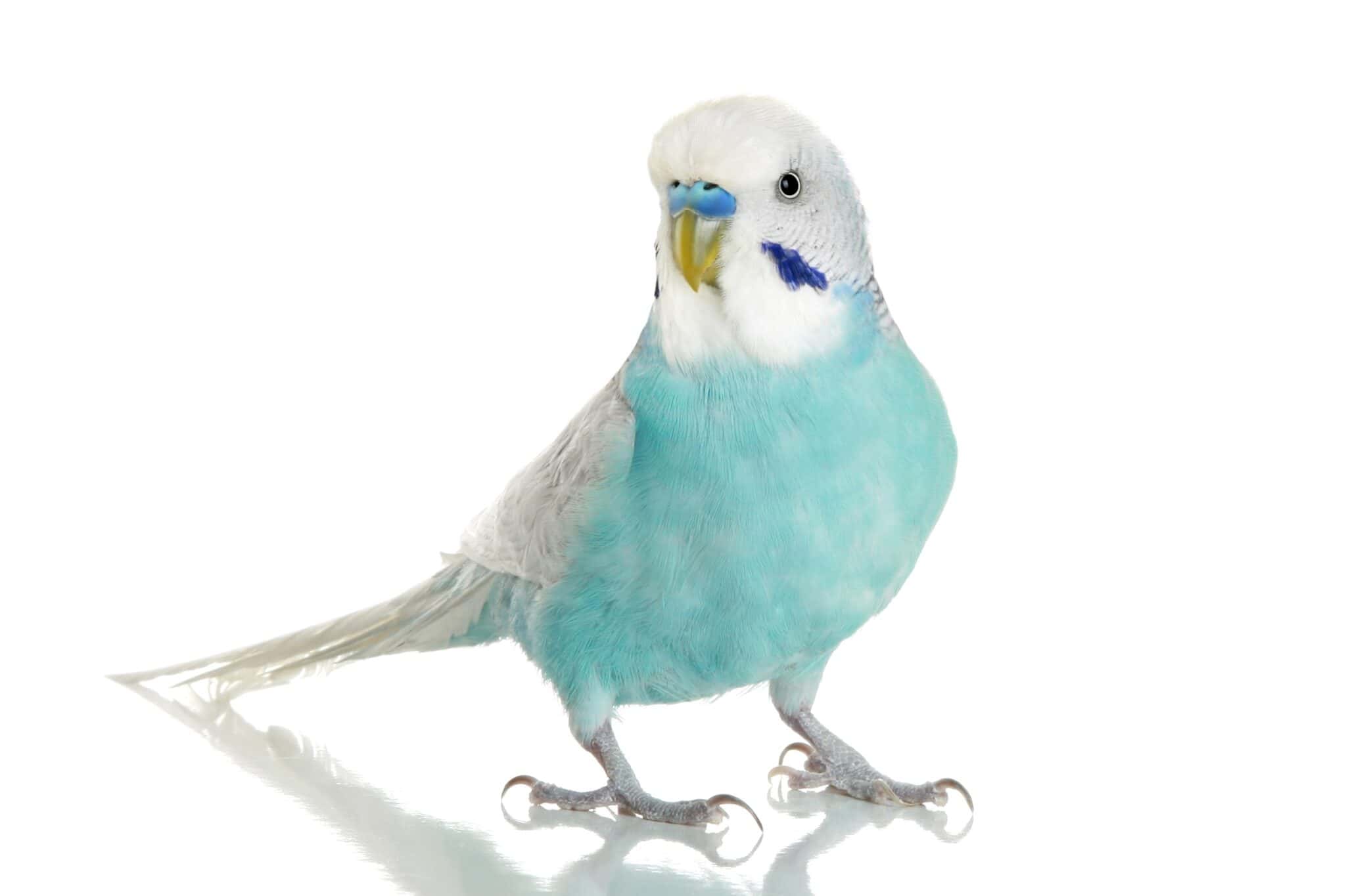 Blue Parakeet: Everything You Need to Know