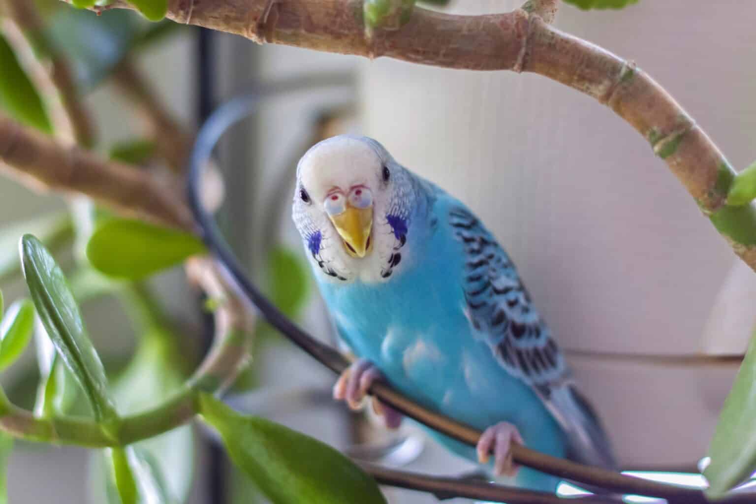 Blue Parakeet: Everything You Need to Know