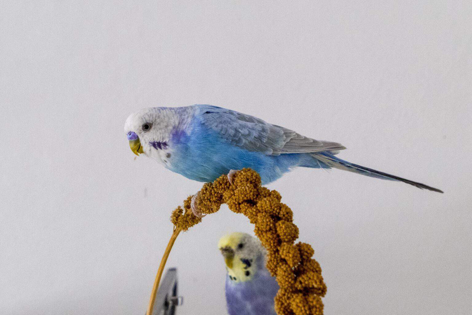Blue Parakeet: Everything You Need to Know
