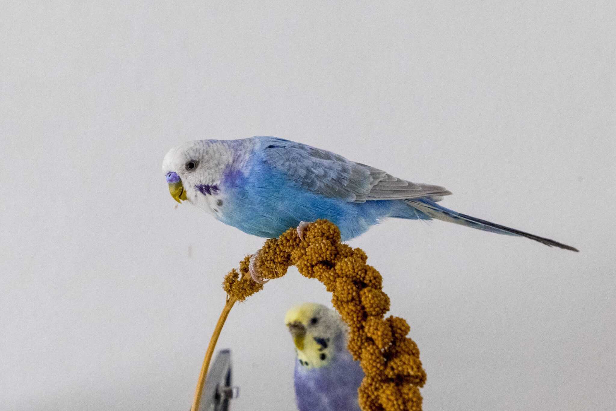 Blue Parakeet: Everything You Need to Know