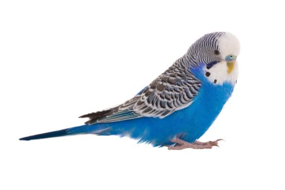 Blue Parakeet: Everything You Need to Know