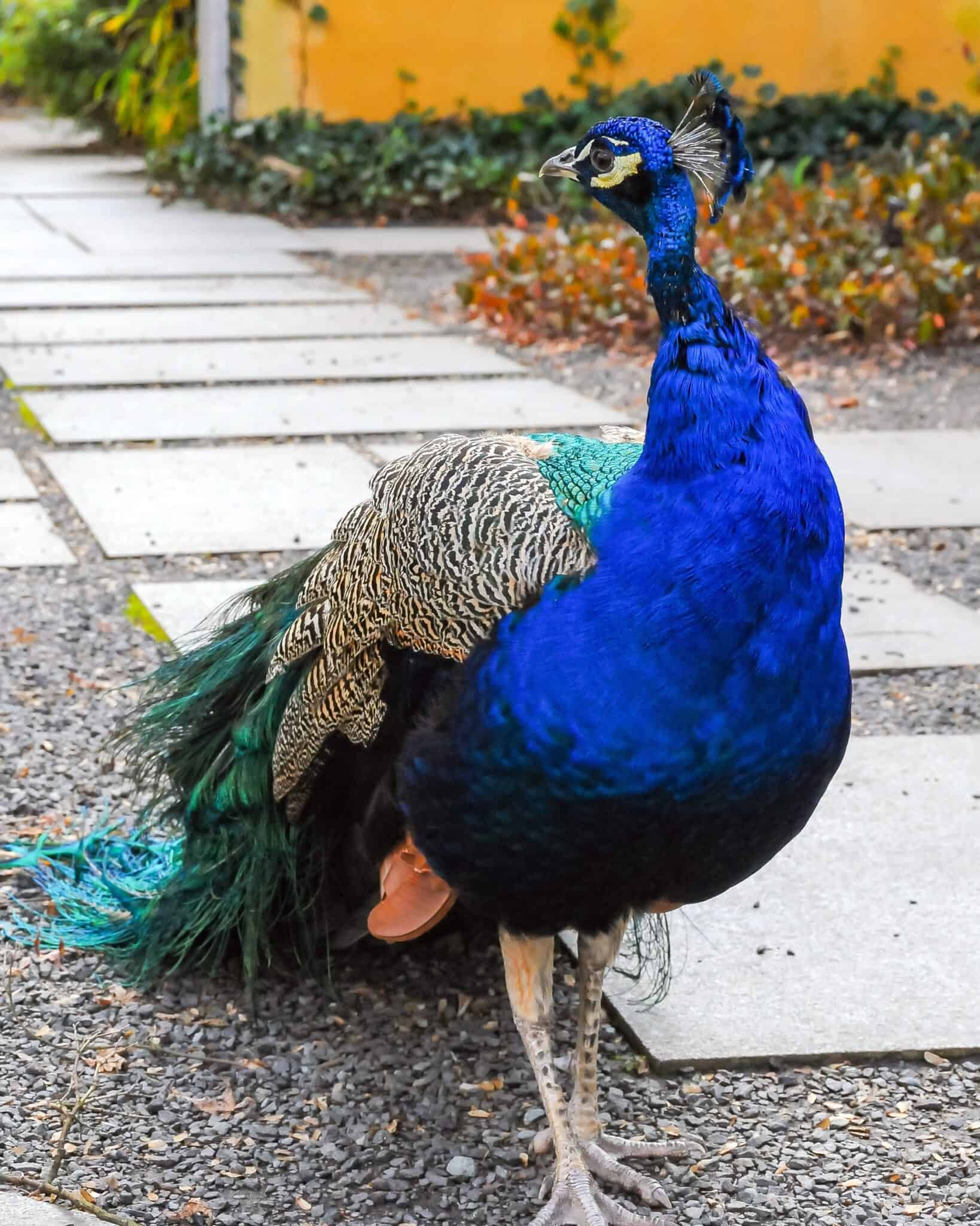 Where Do Peacocks Live? (Natural Habitats & Countries)