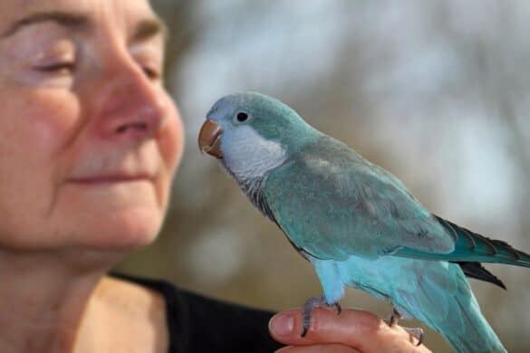 Blue Quaker Parrot: Information, Behavior, Care & Pictures