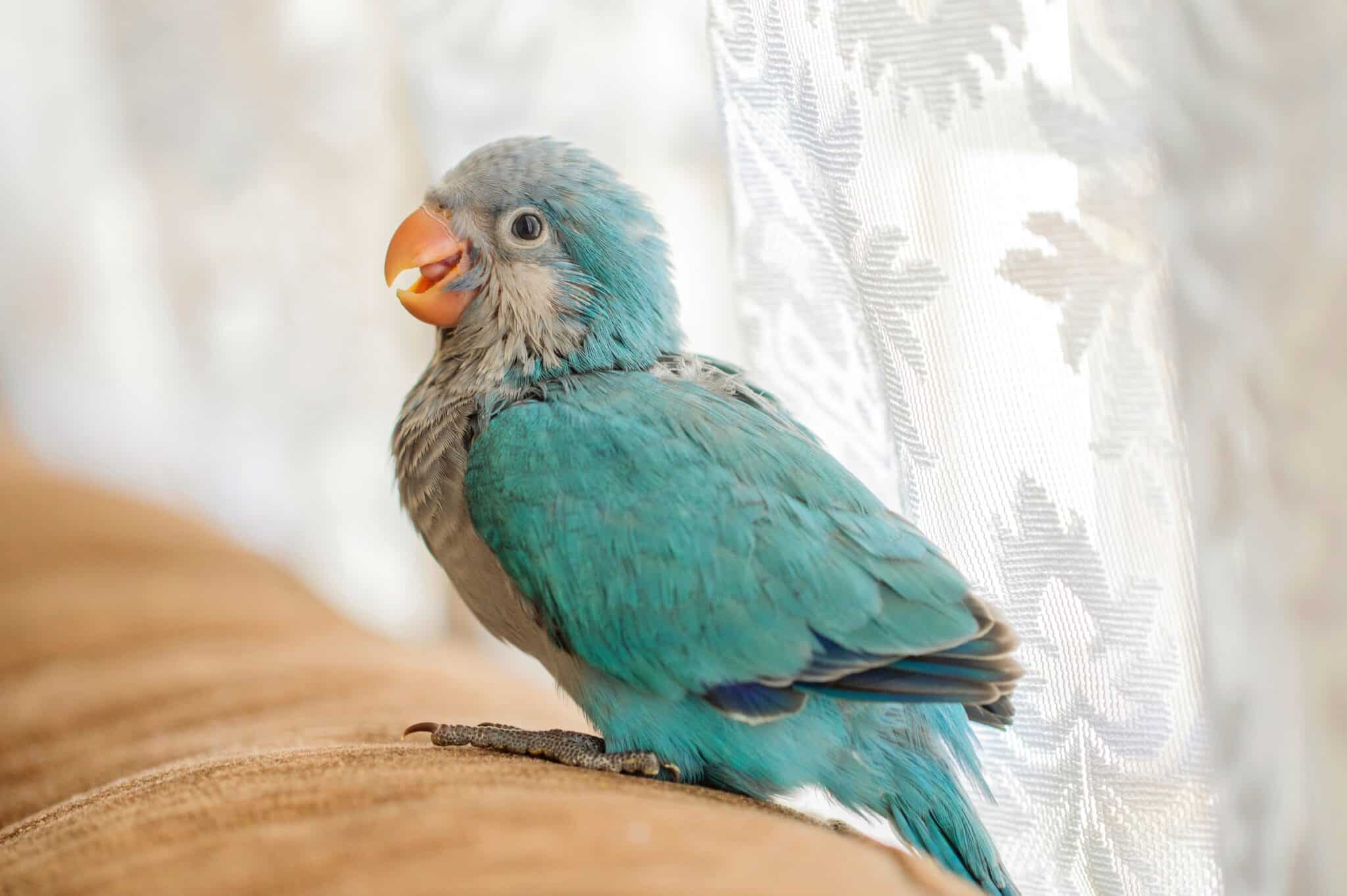 Blue Quaker Parrot: Information, Behavior, Care & Pictures