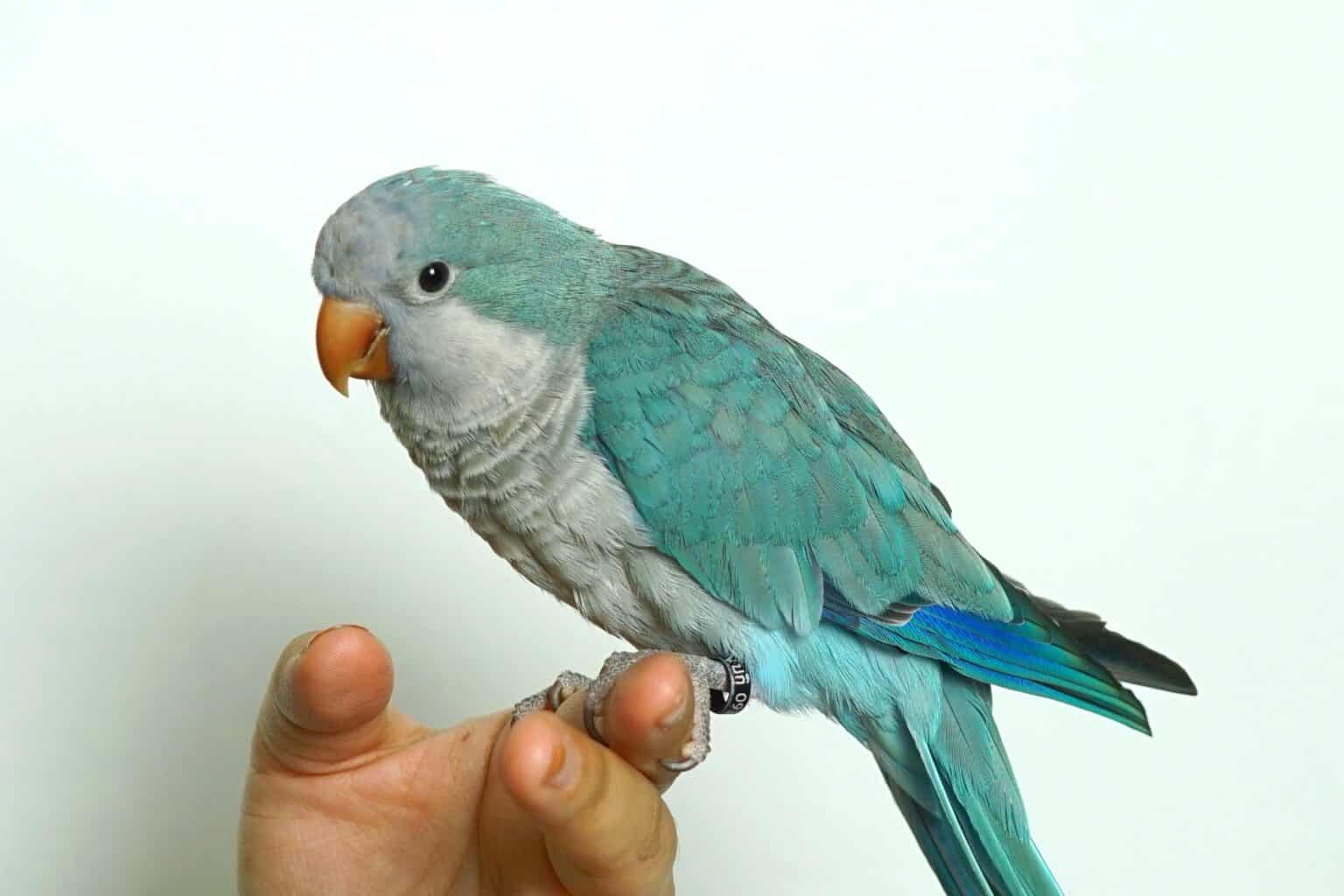 Blue Quaker Parrot: Information, Behavior, Care & Pictures