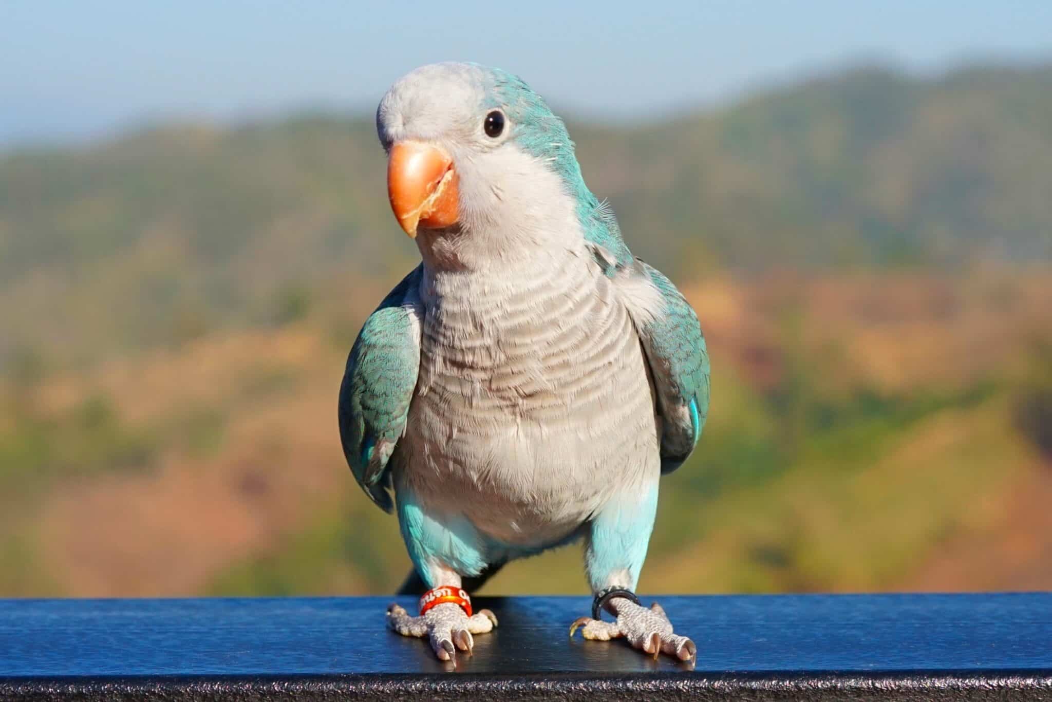 Blue Quaker Parrot: Information, Behavior, Care & Pictures Blue Quaker Parrot: Information, Behavior, Care & Pictures