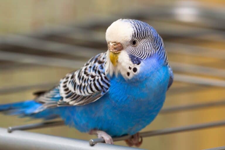 How to Tell If a Parakeet Is Male or Female (7 Simple Ways)