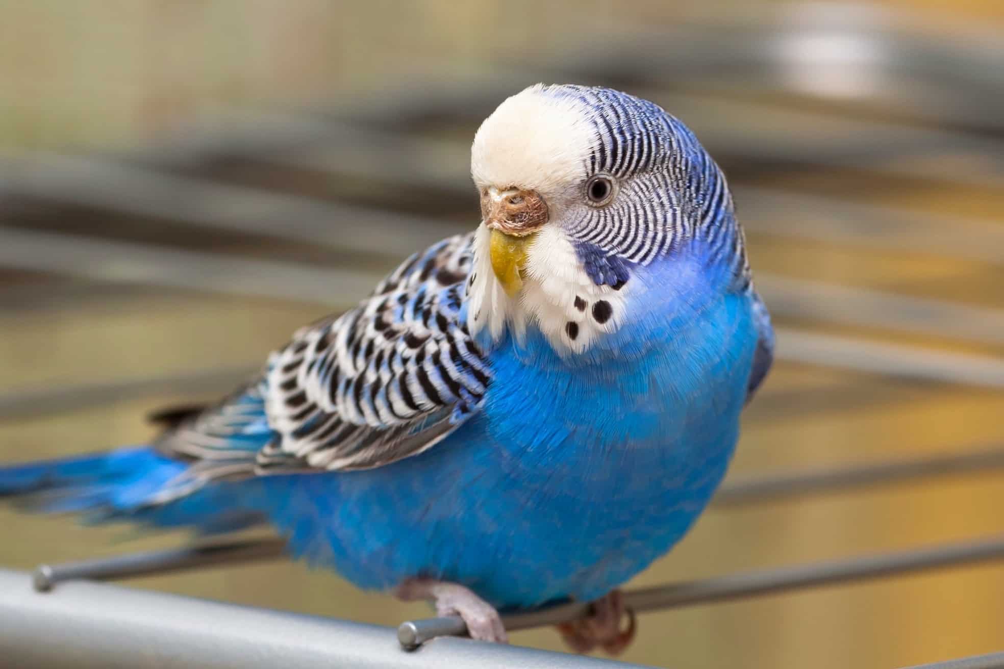 How to Tell If a Parakeet Is Male or Female (7 Simple Ways)