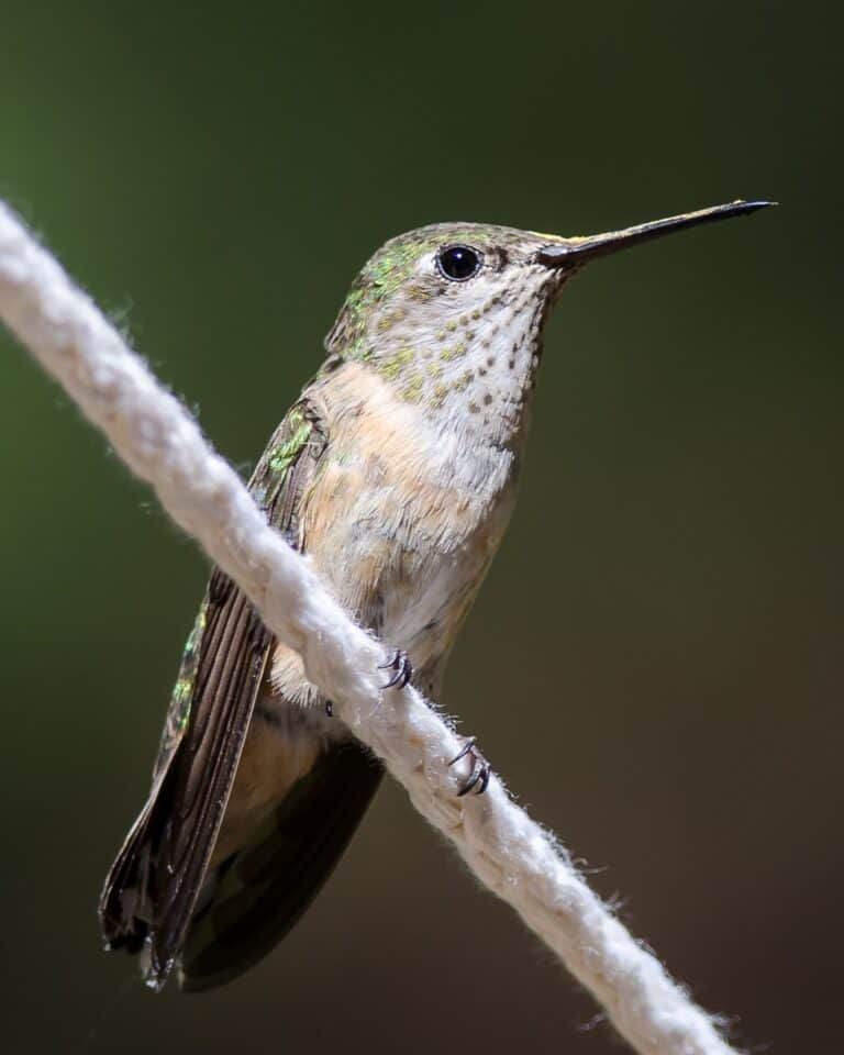How Long Do Hummingbirds Live? - Hummingbird Lifespan