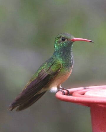 How Long Do Hummingbirds Live? - Hummingbird Lifespan