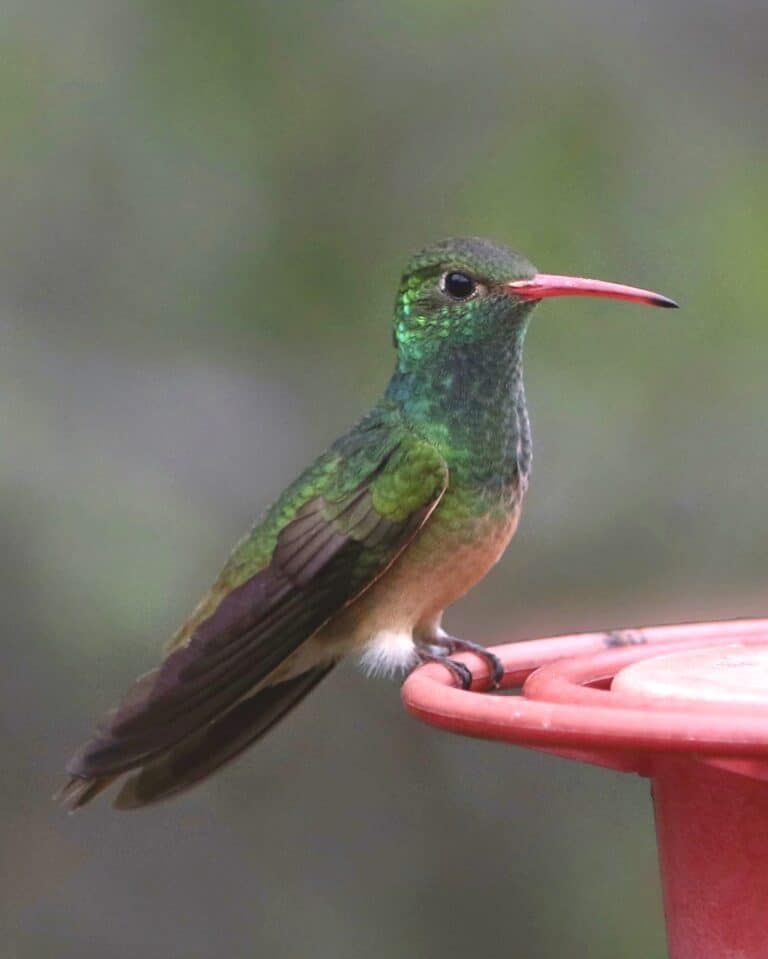 How Long Do Hummingbirds Live? - Hummingbird Lifespan