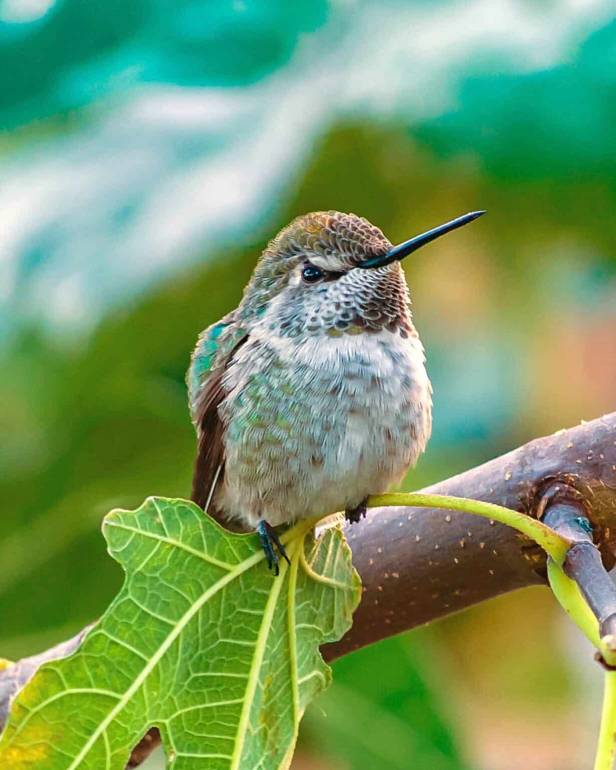 How Long Do Hummingbirds Live? - Hummingbird Lifespan