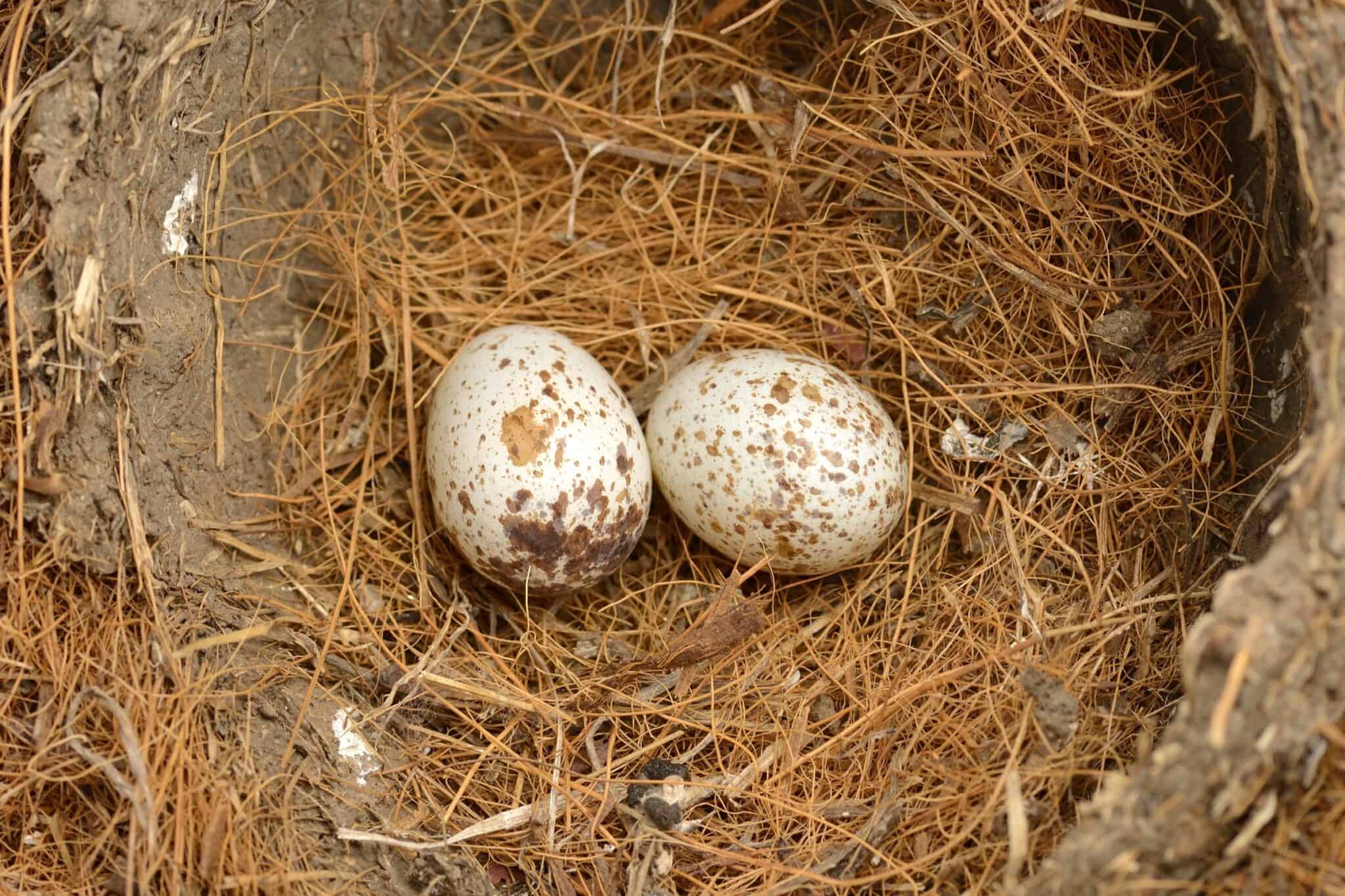 Baby Cardinals: Everything You Need to Know
