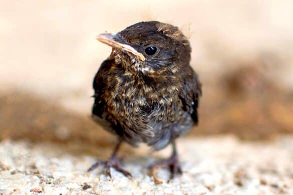 Baby Crows: Everything You Need to Know