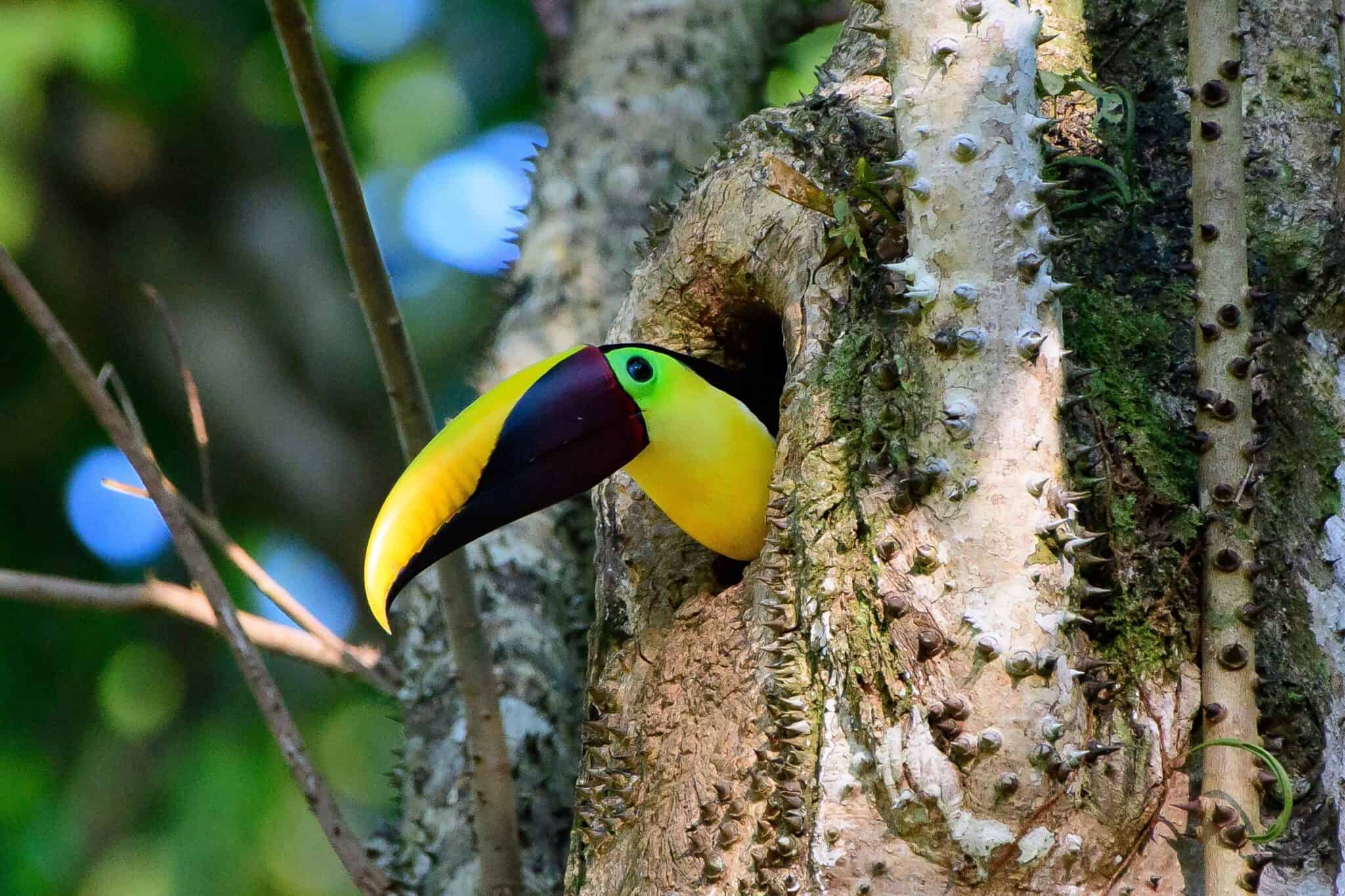 Baby Toucans: Everything You Need to Know