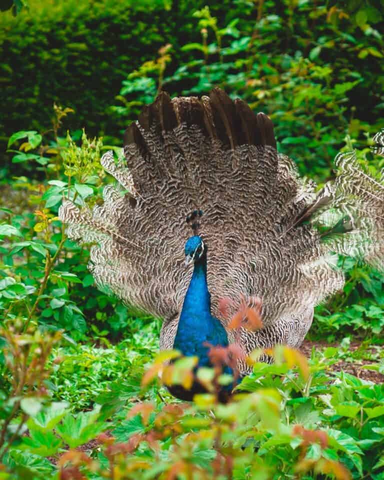 Where Do Peacocks Live? (Natural Habitats & Countries)