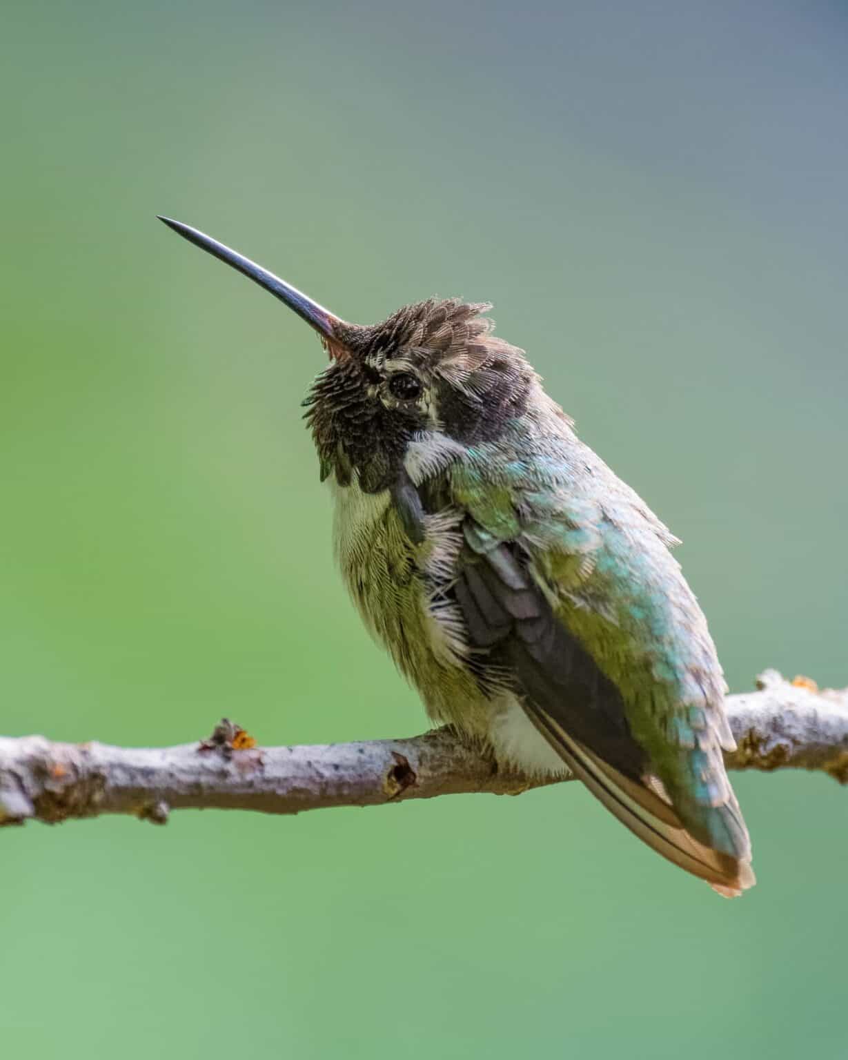 How Long Do Hummingbirds Live? - Hummingbird Lifespan