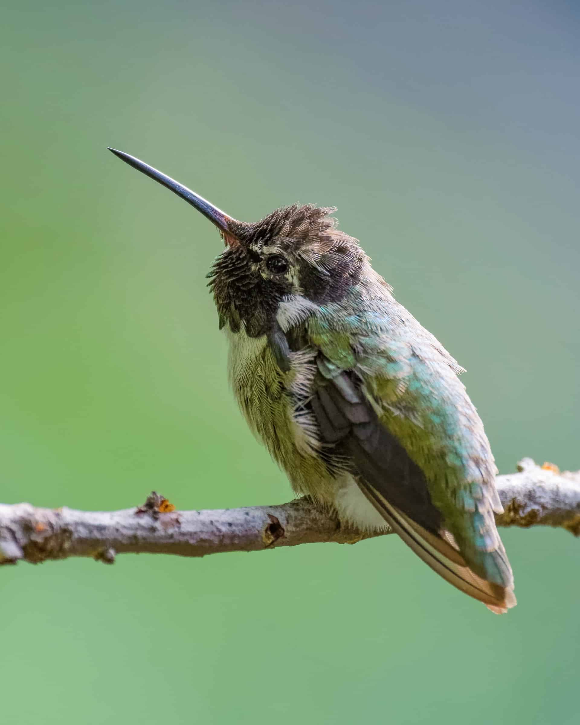 How Long Do Hummingbirds Live? - Hummingbird Lifespan