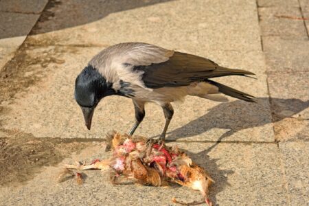 What Do Crows Eat? (Favorite Food, Diet & FAQs)