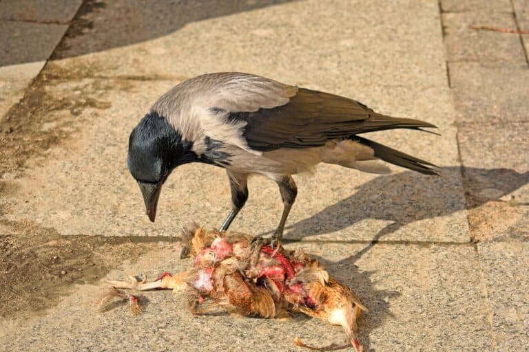What Do Crows Eat? (Favorite Food, Diet & FAQs)