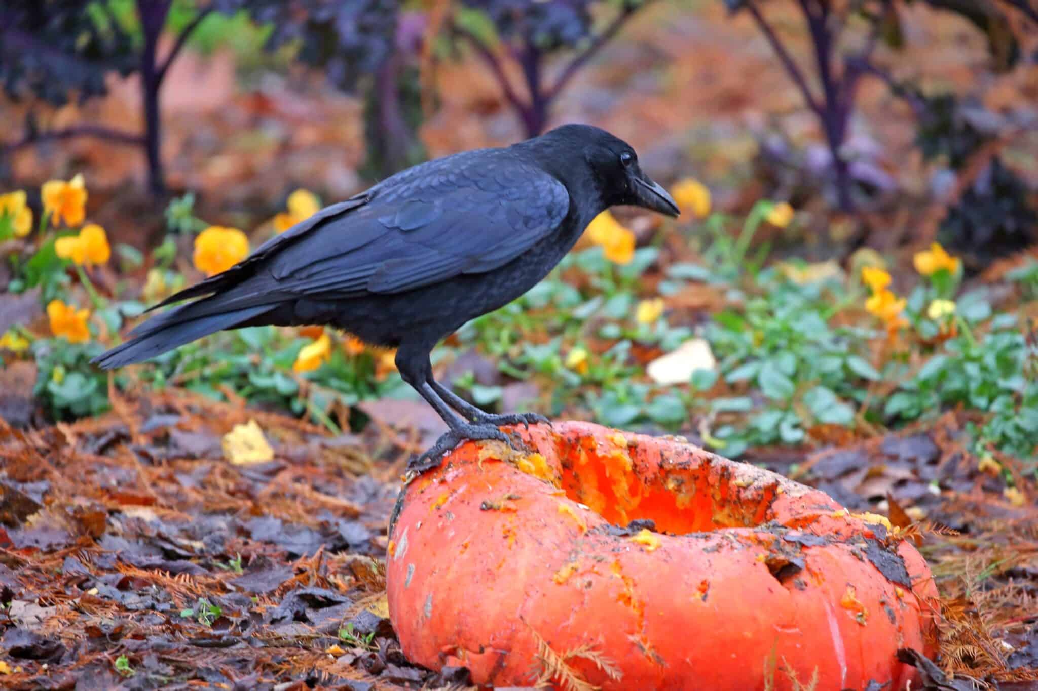 What Do Crows Eat? (Favorite Food, Diet & FAQs)