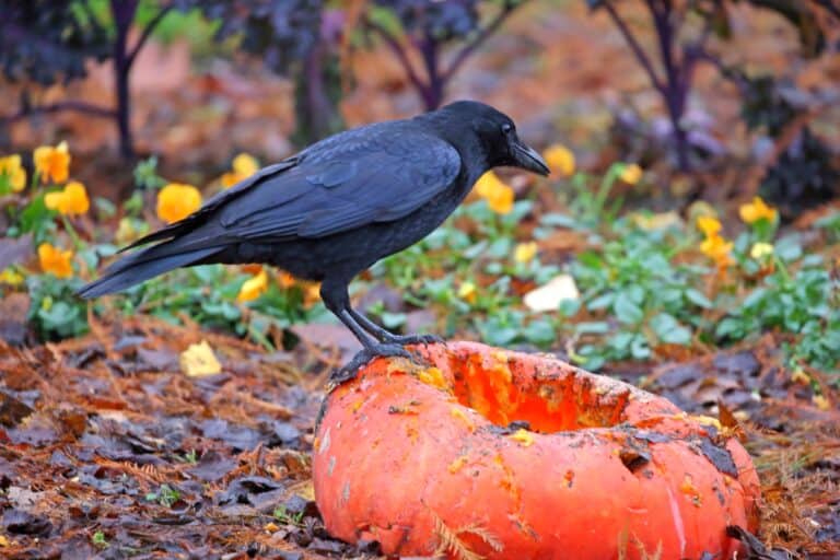 What Do Crows Eat? (Favorite Food, Diet & FAQs)