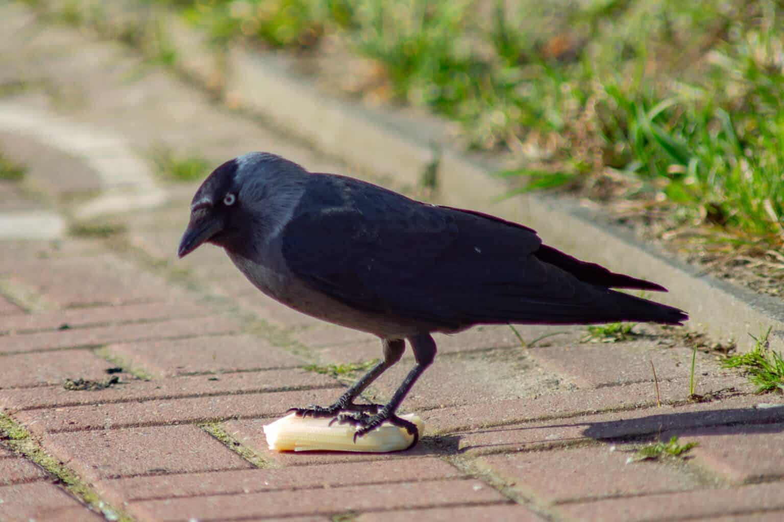 What Do Crows Eat? (Favorite Food, Diet & FAQs)