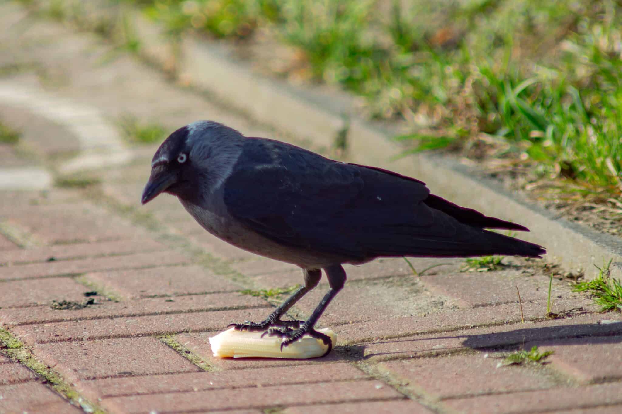 What Do Crows Eat? (Favorite Food, Diet & FAQs)