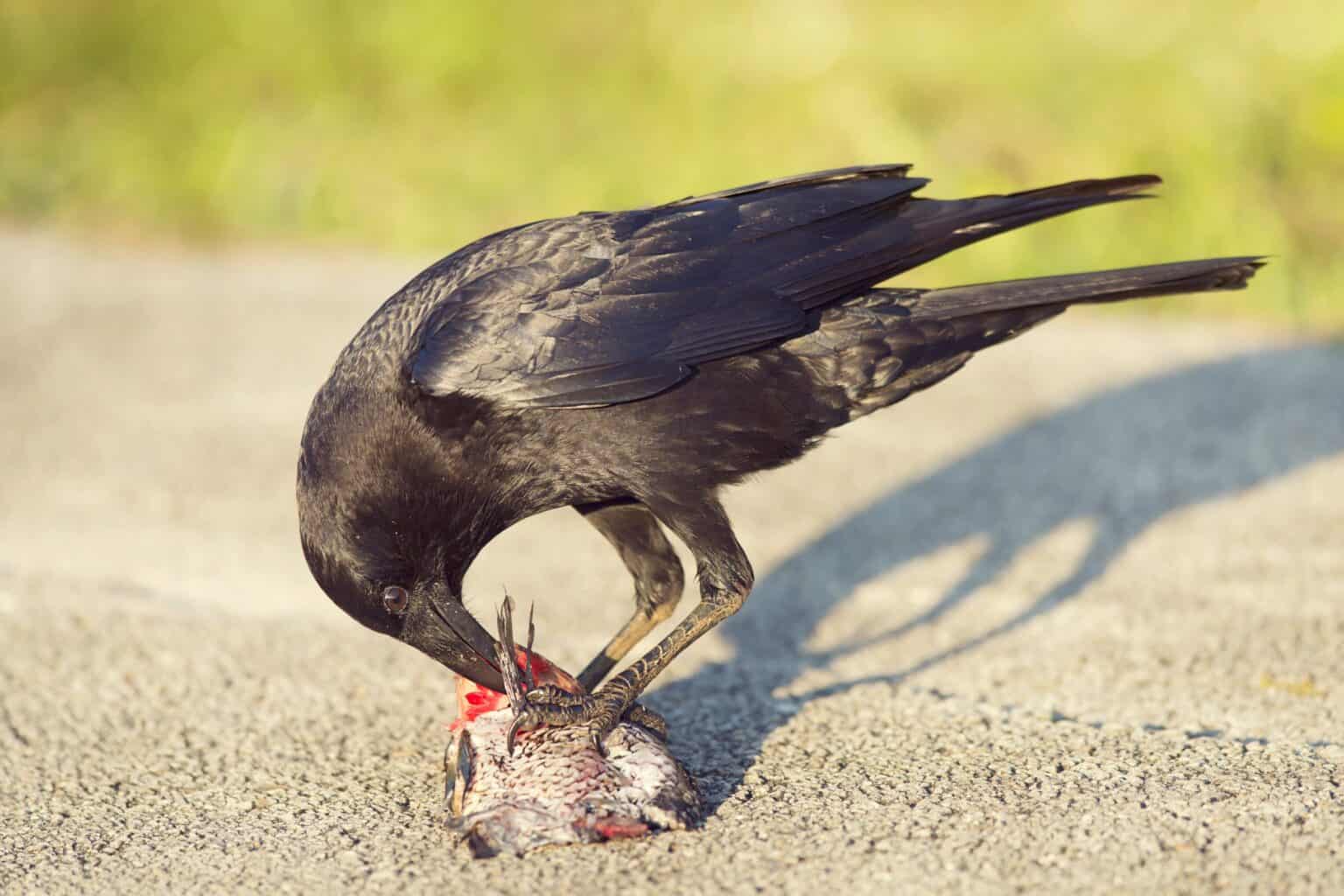 What Do Crows Eat? (Favorite Food, Diet & FAQs)
