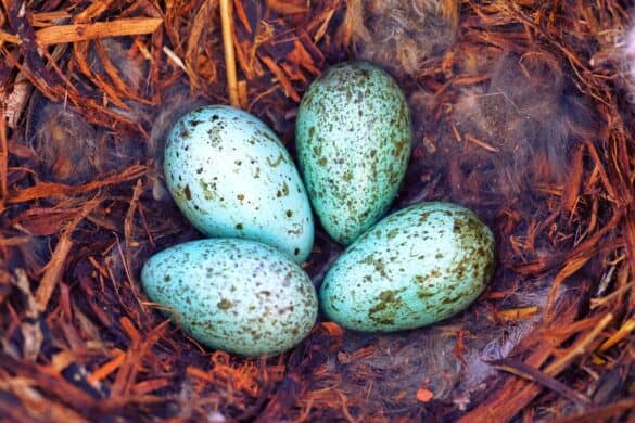 Baby Crows: Everything You Need to Know