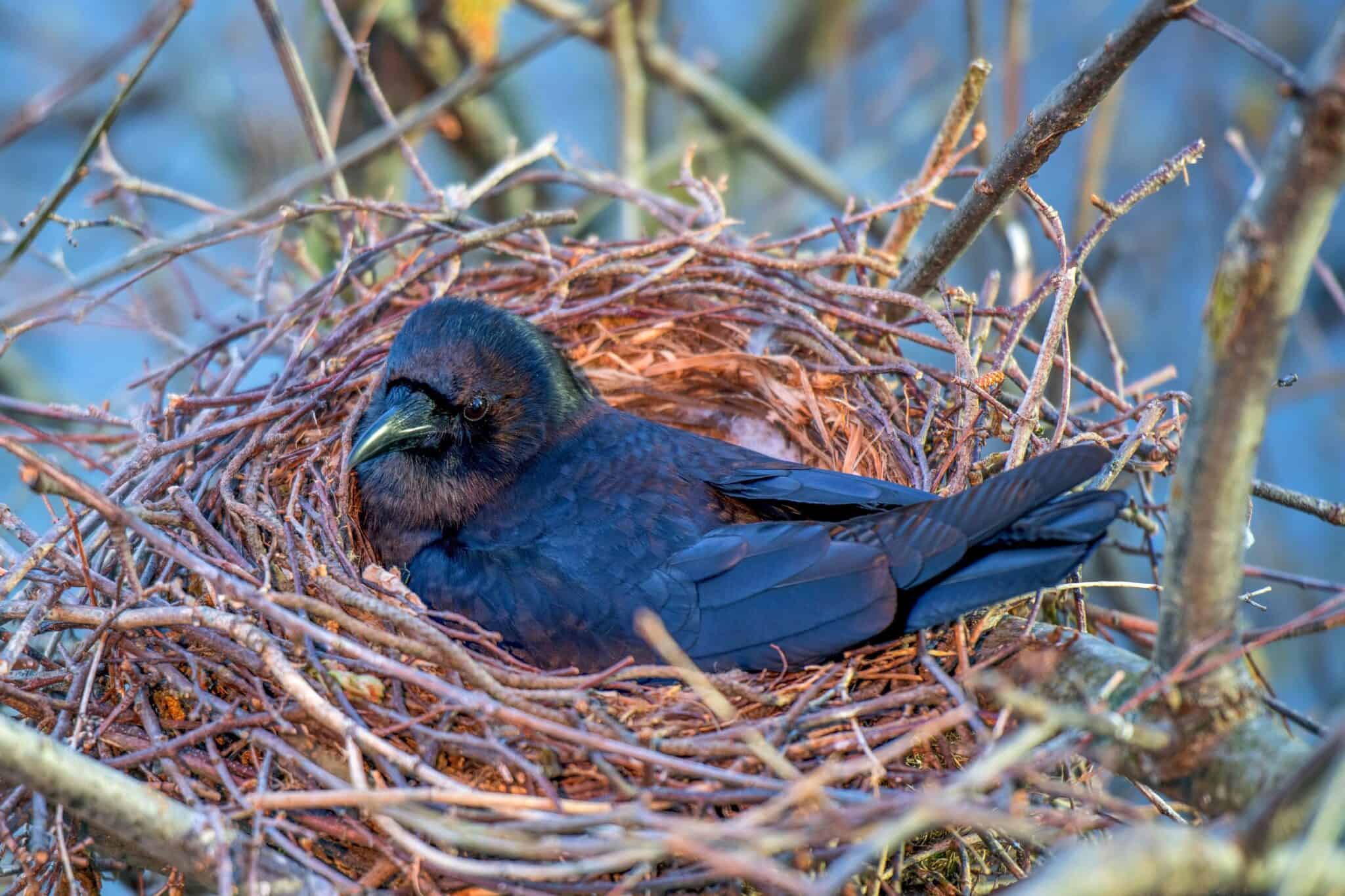 Baby Crows: Everything You Need to Know