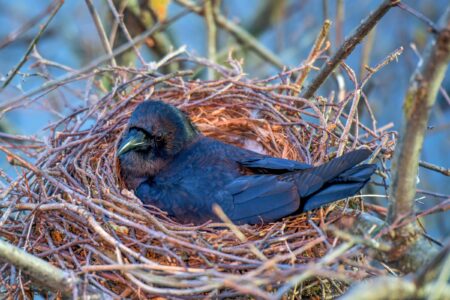 Baby Crows: Everything You Need to Know