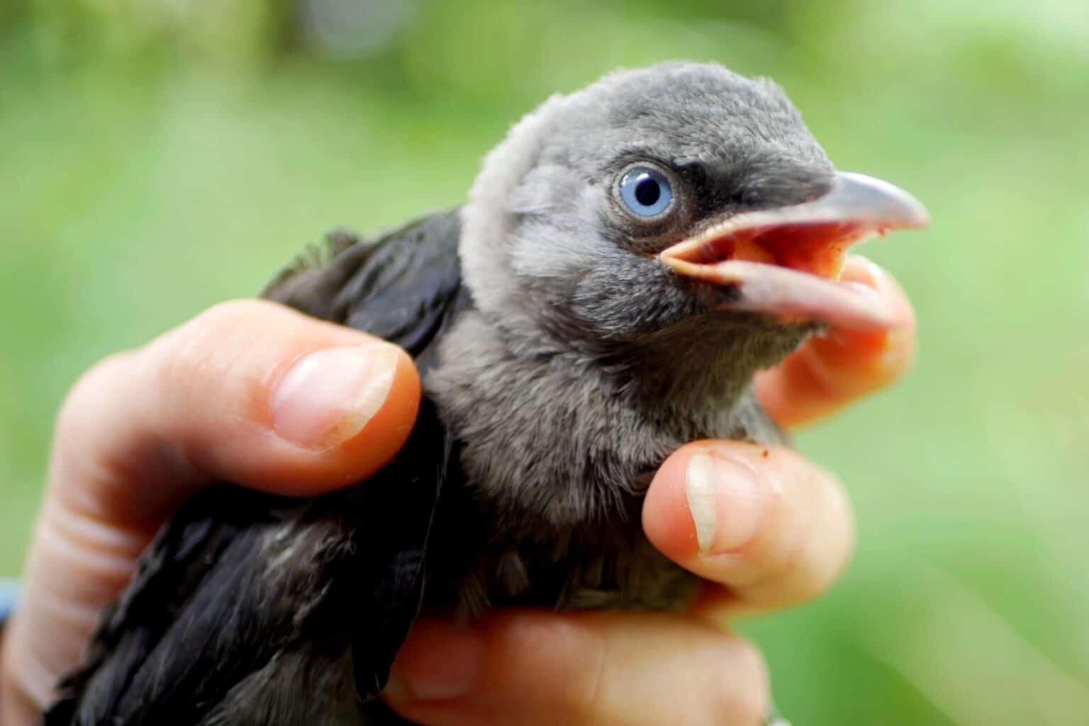 Baby Crows: Everything You Need to Know