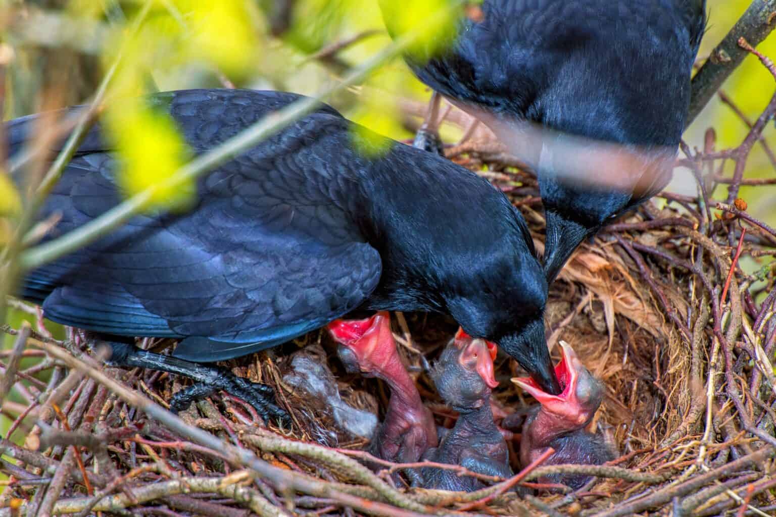 Baby Crows: Everything You Need to Know