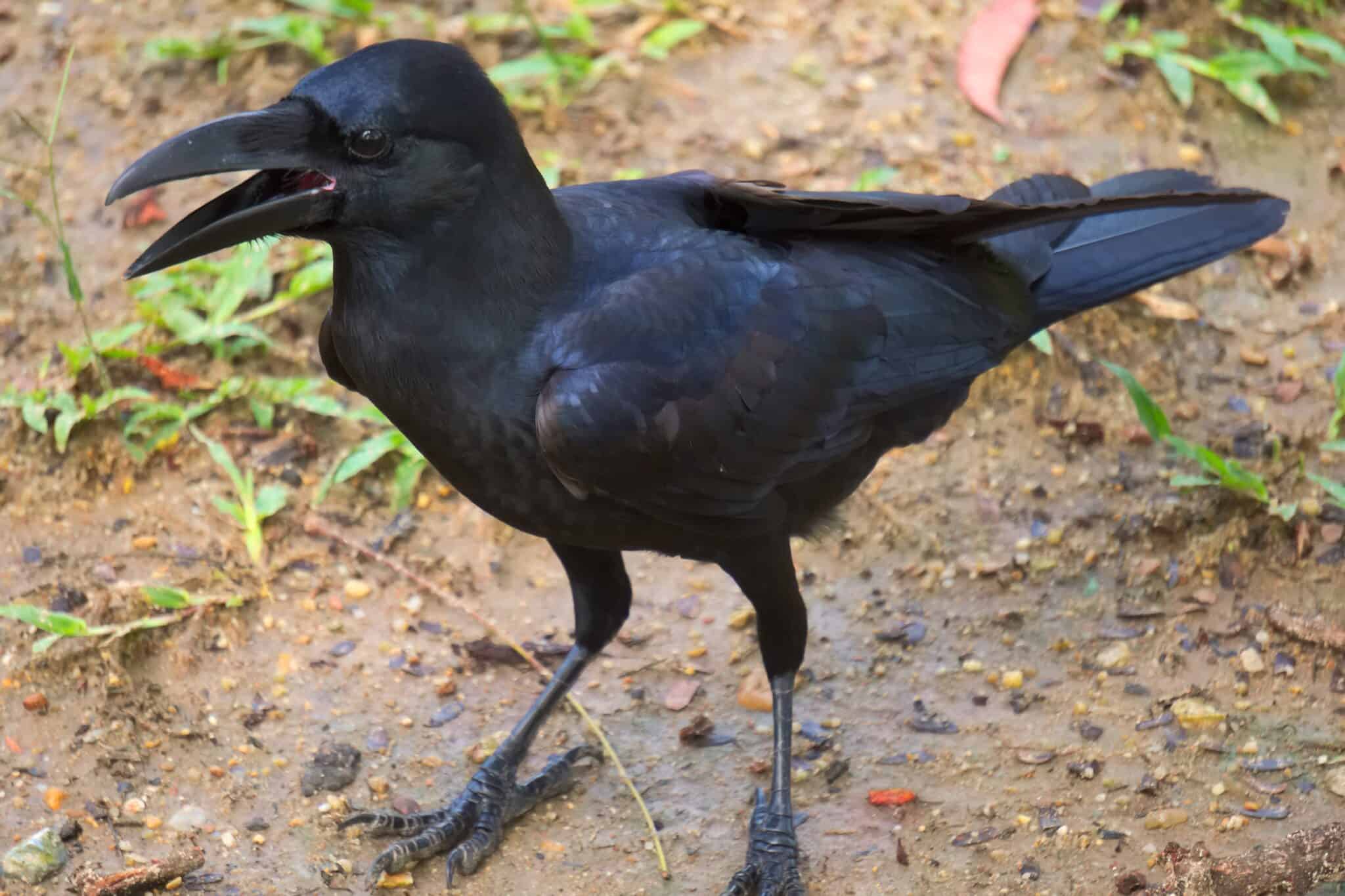 Can Crows Talk Like Parrots? (How Do They Communicate?)