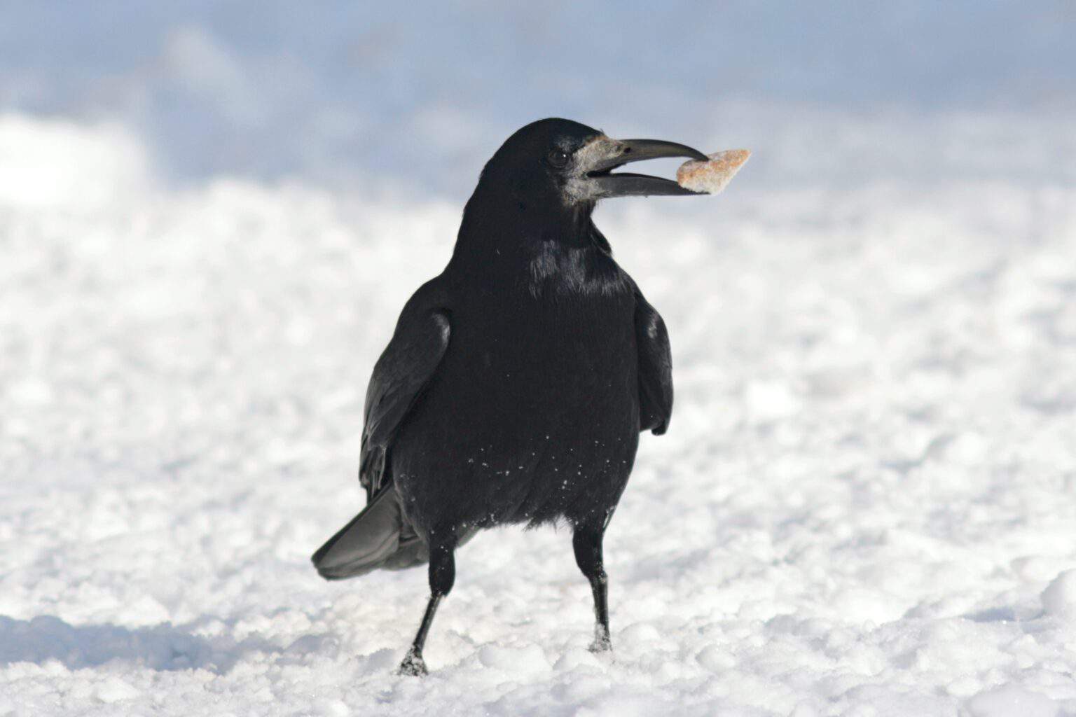 What Do Crows Eat? (Favorite Food, Diet & FAQs)