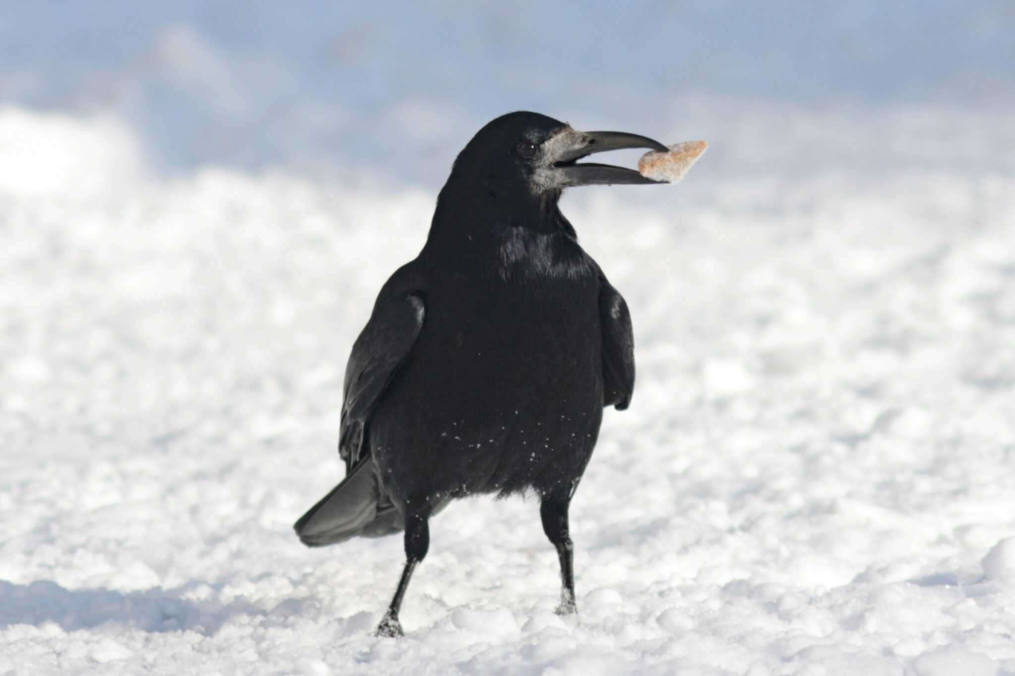 What Do Crows Eat? (Favorite Food, Diet & FAQs)