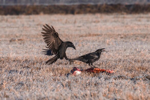 What Do Crows Eat? (Favorite Food, Diet & FAQs)