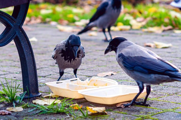 What Do Crows Eat? (Favorite Food, Diet & FAQs)
