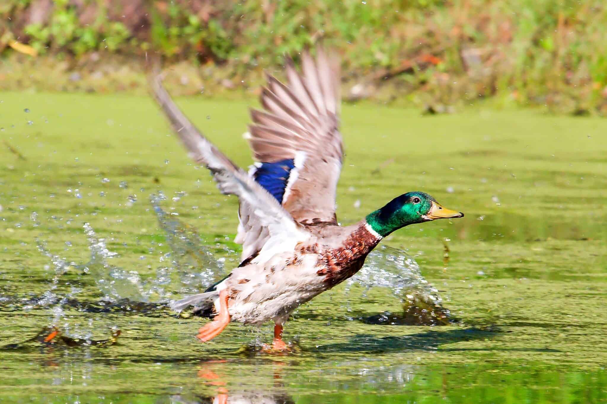 Can Ducks Fly? (Distance, Height, Speed & FAQs) - Bird Helpful