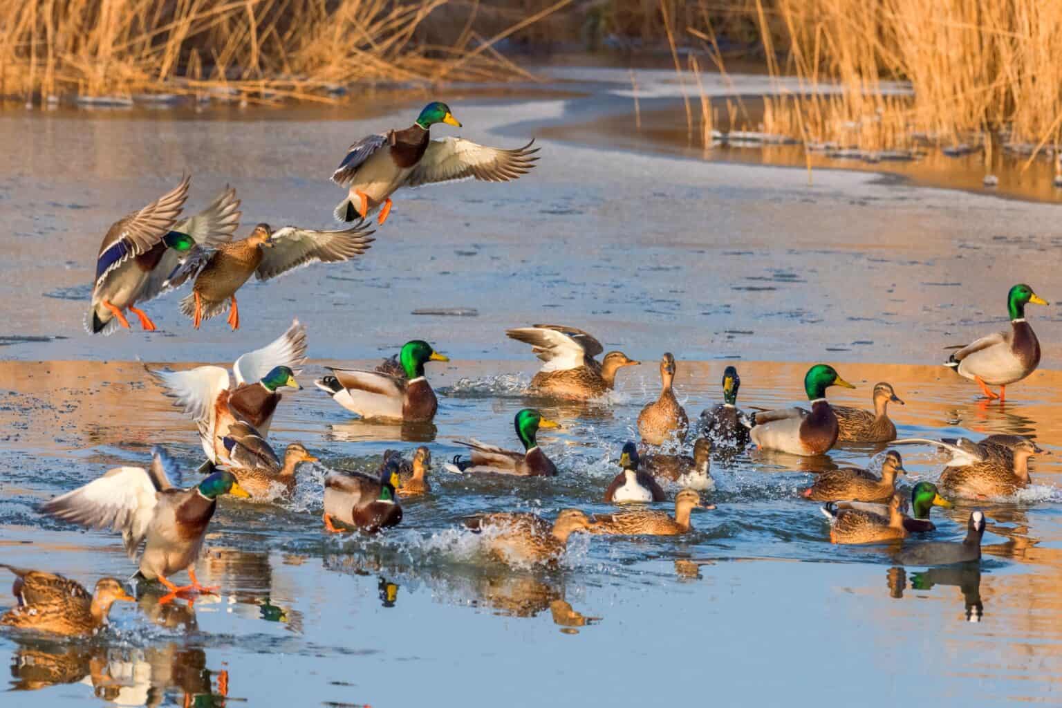 Can Ducks Fly? (Distance, Height, Speed & FAQs) - Bird Helpful