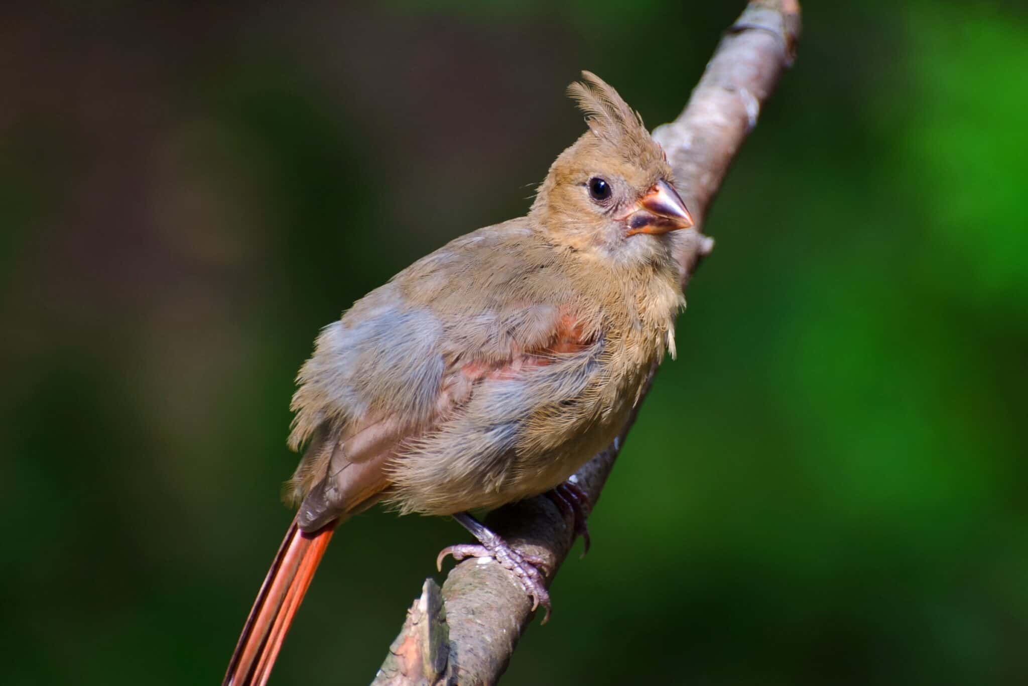 Baby Cardinals: Everything You Need to Know