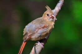 Baby Cardinals: Everything You Need to Know