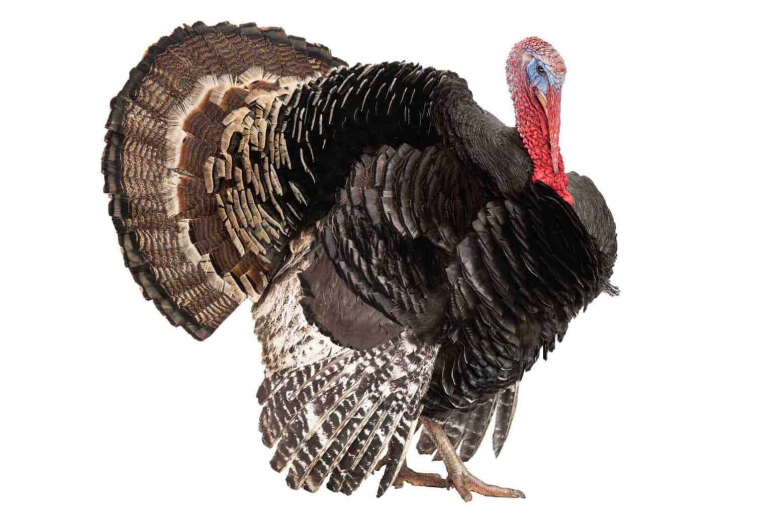 Can Turkeys Fly? (Distance, Height, Speed & FAQs)