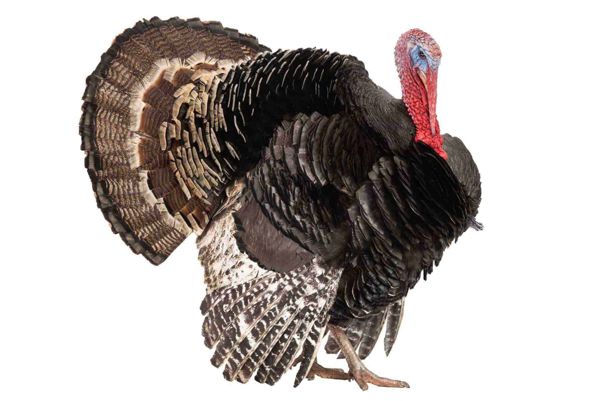 Can Turkeys Fly? (Distance, Height, Speed & FAQs)