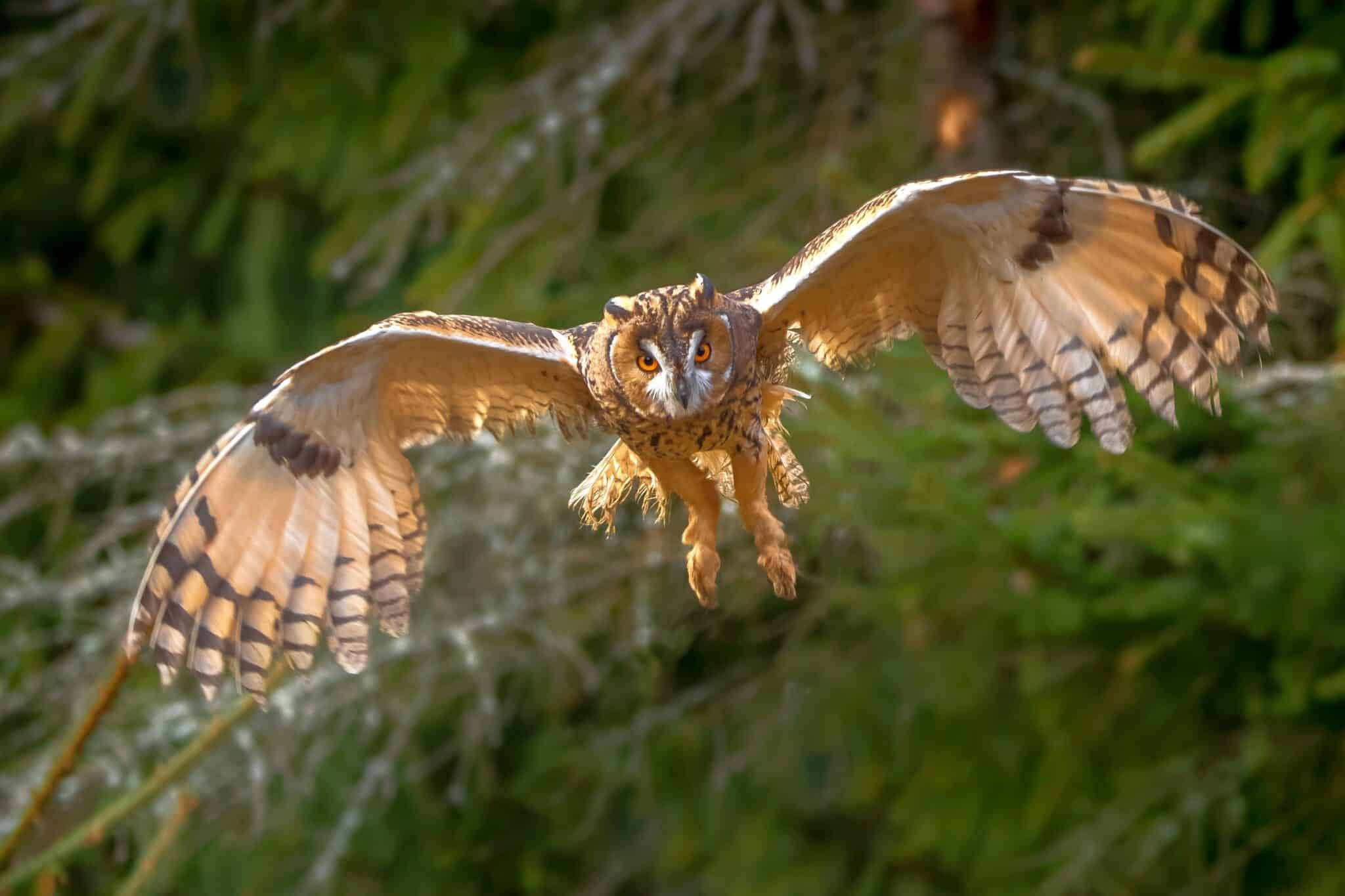 Do Birds Have Ears? Everything You Need to Know!