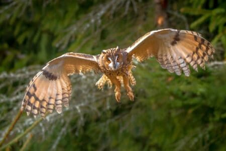 Do Birds Have Ears? Everything You Need to Know!